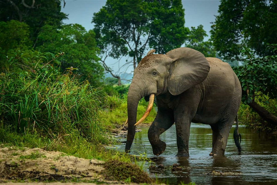 12 Interesting Facts About Republic of The Congo – Afrikanza